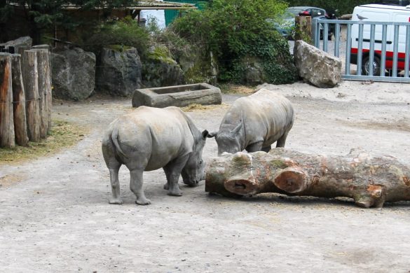 14 awesome things to do in Lille France